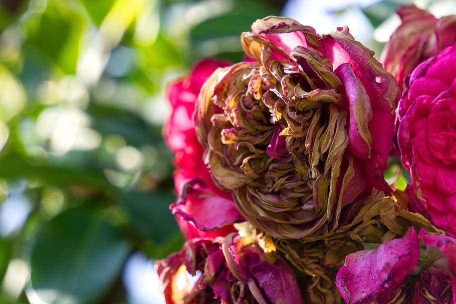 Botrytis: Cómo controlar este hongo en tus cultivos