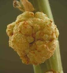 Descubre cómo controlar agrobacterium con Alternata - Vocagro